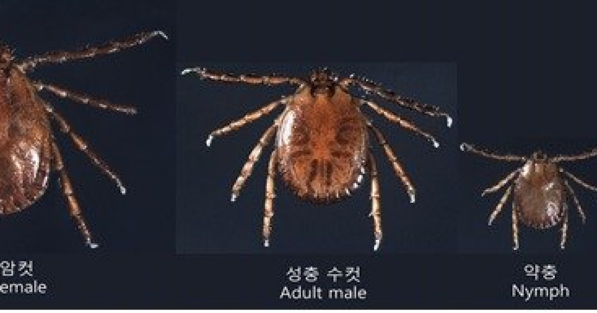 치료제 없는데 치명률 18%…SFTS 환자 올해 첫 발생