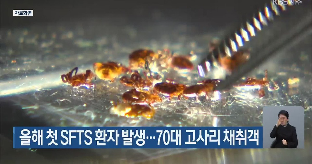 제주 올해 첫 SFTS 환자 발생…70대 고사리 채취객