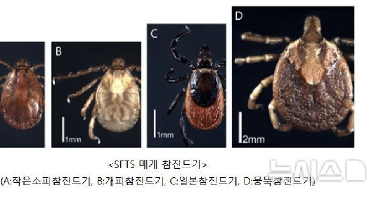 경북서 SFTS 사망자 첫 발생…쑥 캐러 다녀온 후 증상