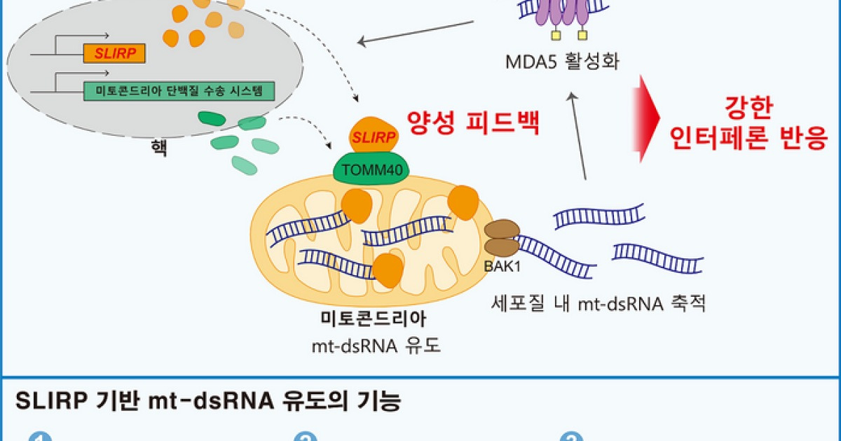 KAIST, 자가면역·바이러스 감염 조절하는 ‘면역 스위치’ 단백질 규명