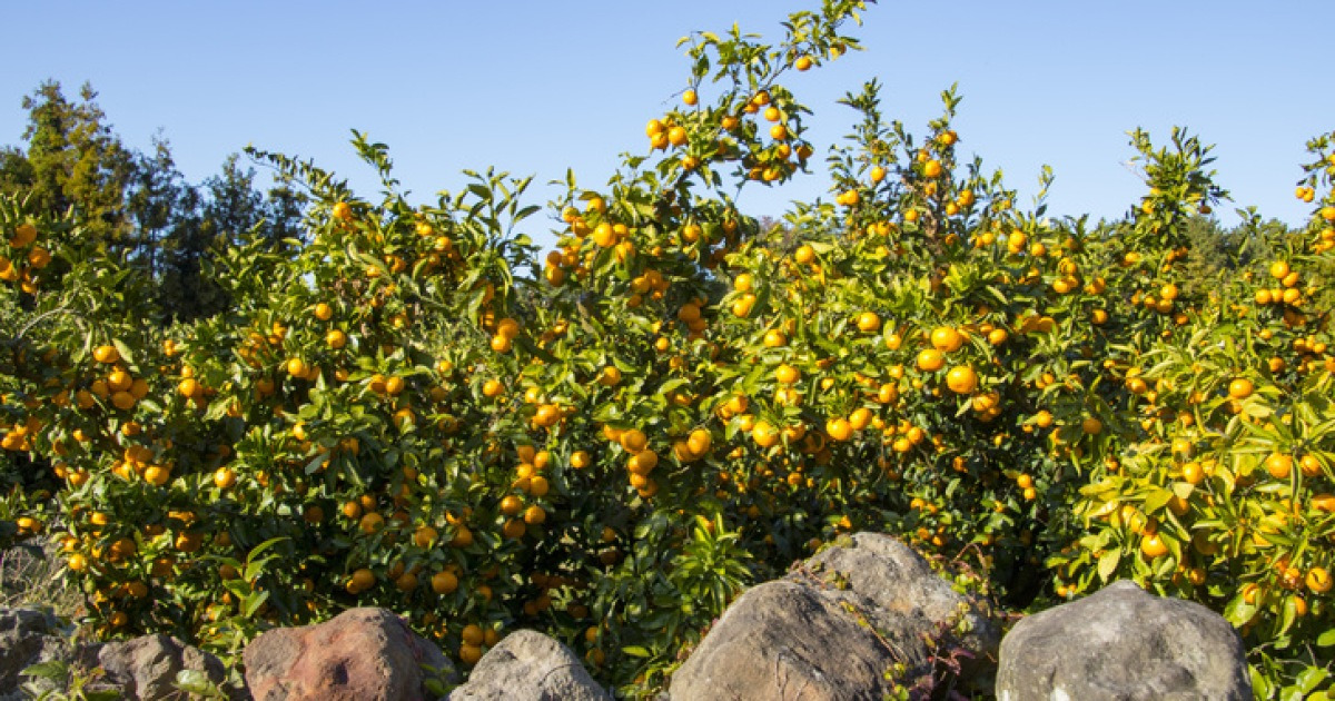 Top destination for Jeju tangerines? Russia, again