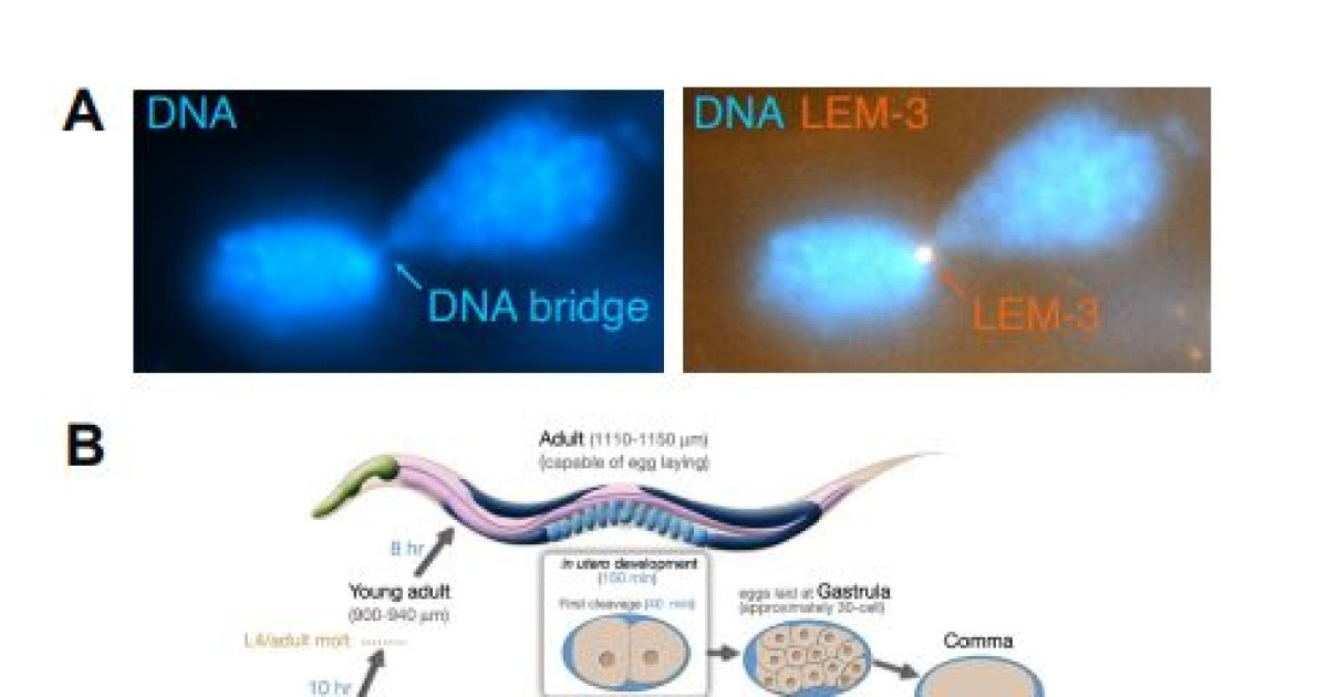 [쿠키과학] IBS-UNIST '세포분열 DNA 연결고리 절단 단백질' 규명