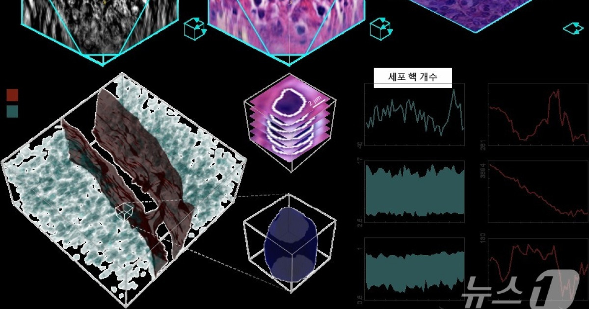 KAIST, 암 조직 '3D·가상염색'으로 관찰 기술 개발