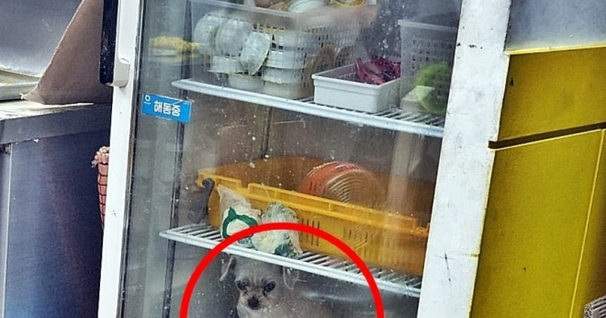 Owner of dog kept inside fridge denies abuse, says it was for dog's ...
