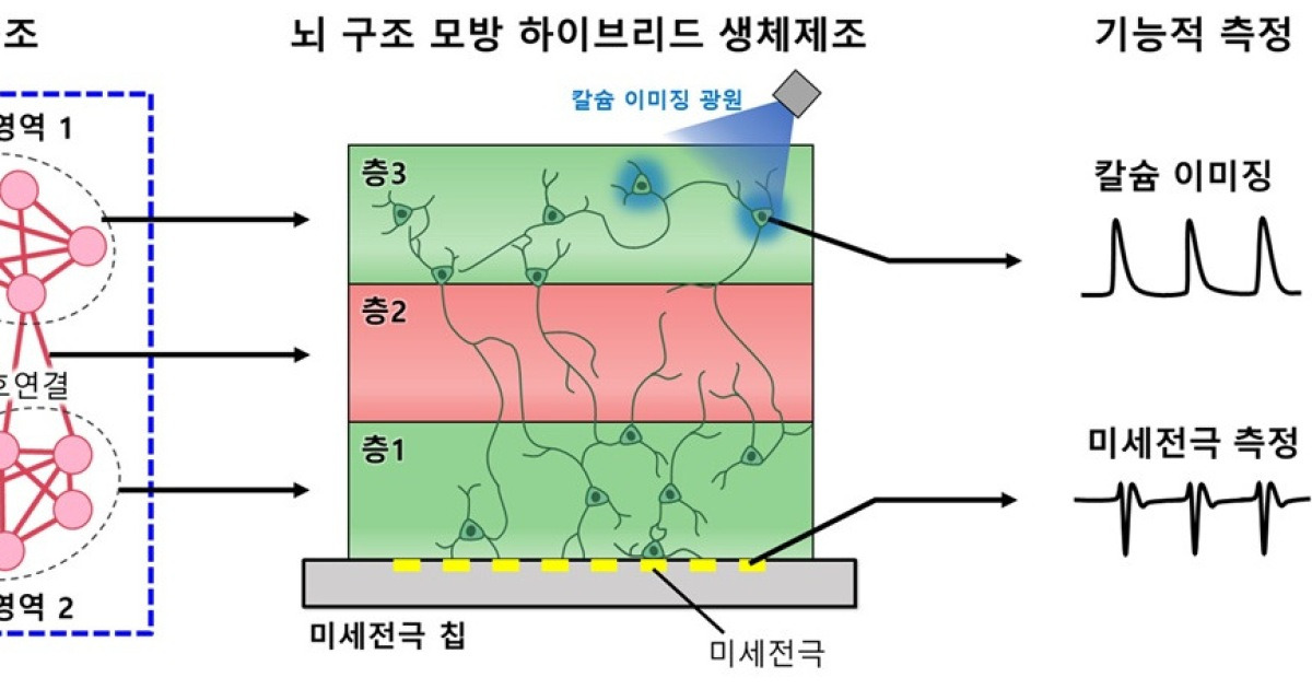 KAIST, 사람 뇌 닮은 '3D 신경세포 플랫폼' 개발…구조·기능 동시 분석