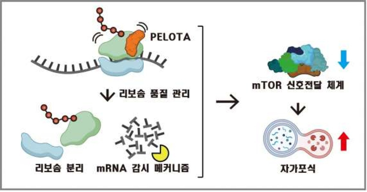 "RNA 조절로 노화 늦춘다"…KAIST, 장수 유도 비밀 밝혀내