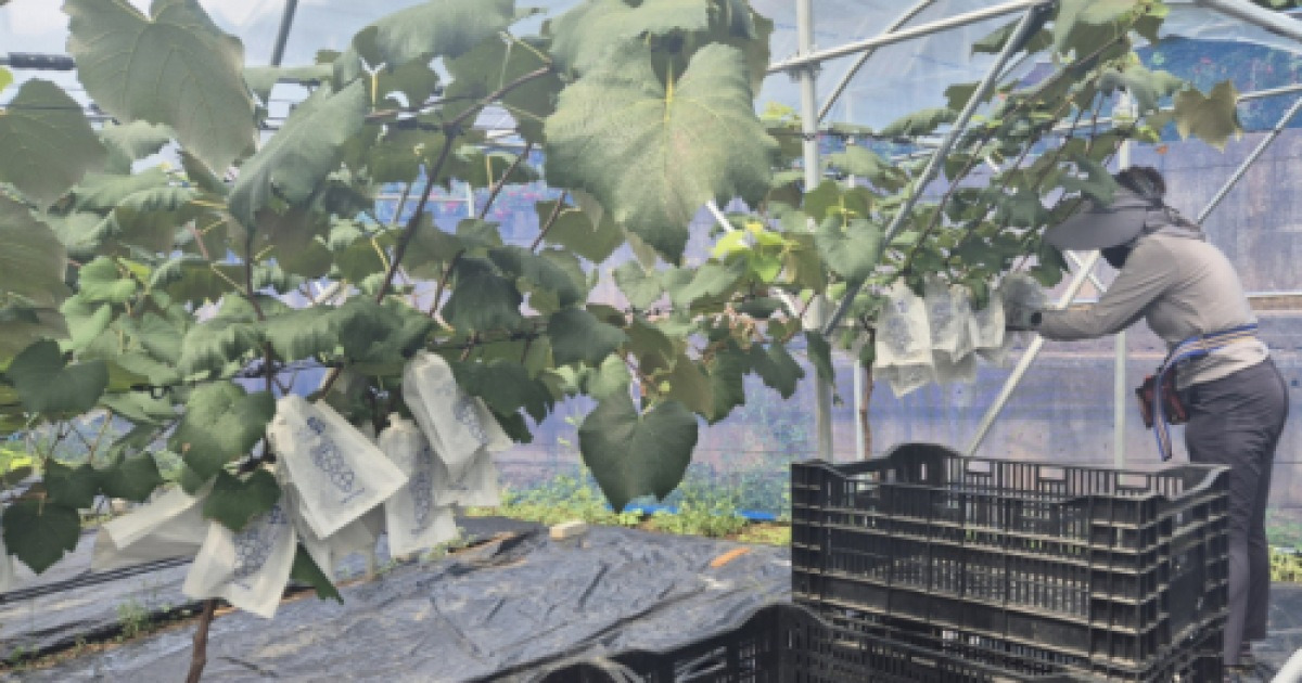 청정 지역의 명품 영월 포도, 전국 소비자들의 입맛 사로 잡는다