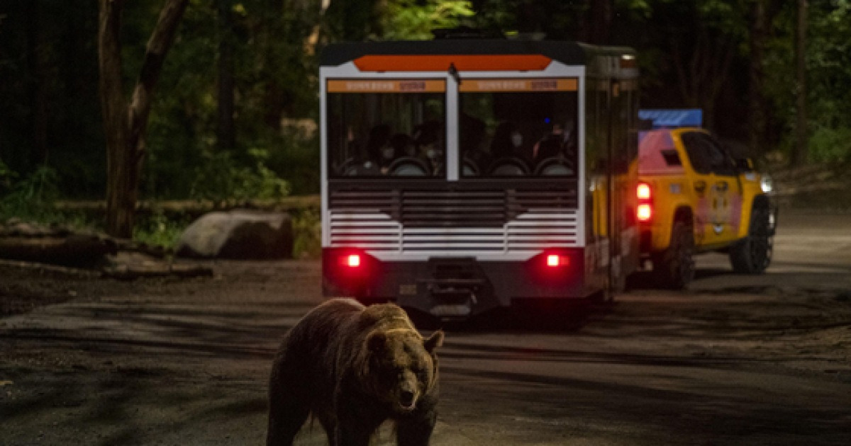 Animals come out after dark for Everland's newly launched 'Night Safari ...