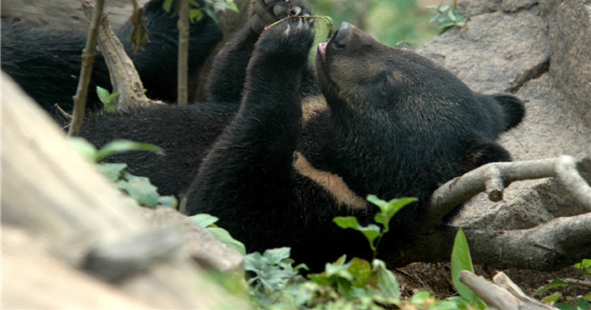 日 곰 출몰 문제 커지는데…한국 반달가슴곰 61% ‘추적 불가’