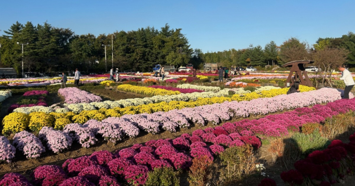 "포항 뱃머리마을 국화 구경 오세요"
