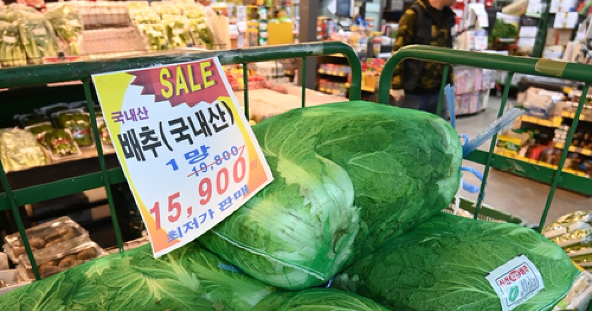 ‘배추·무 풍작+500억 지원’… 올해 김장대란 없다