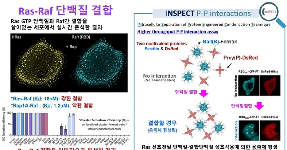 KAIST, 암 전이 '세포 이동 비밀' 풀었다