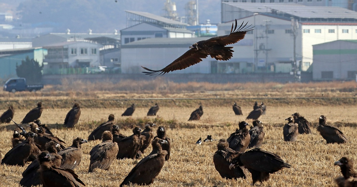 Vultures in our midst