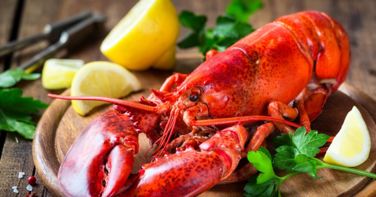 “바닷가재, 산 채로 삶는 건 고문”…영국, 동물복지 대폭 강화