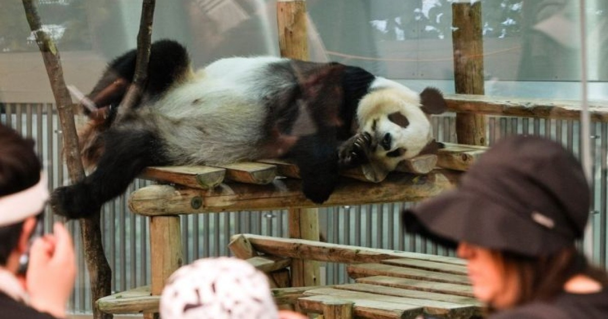 日 기자 "대만 판다 안될까?" 물으니 中 당국자 "헛된 꿈"