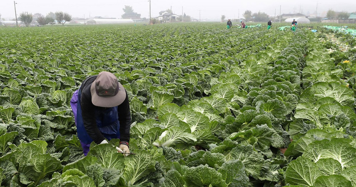 올해 가을배추·무 생산량 역대 최소‥잦은 비 영향