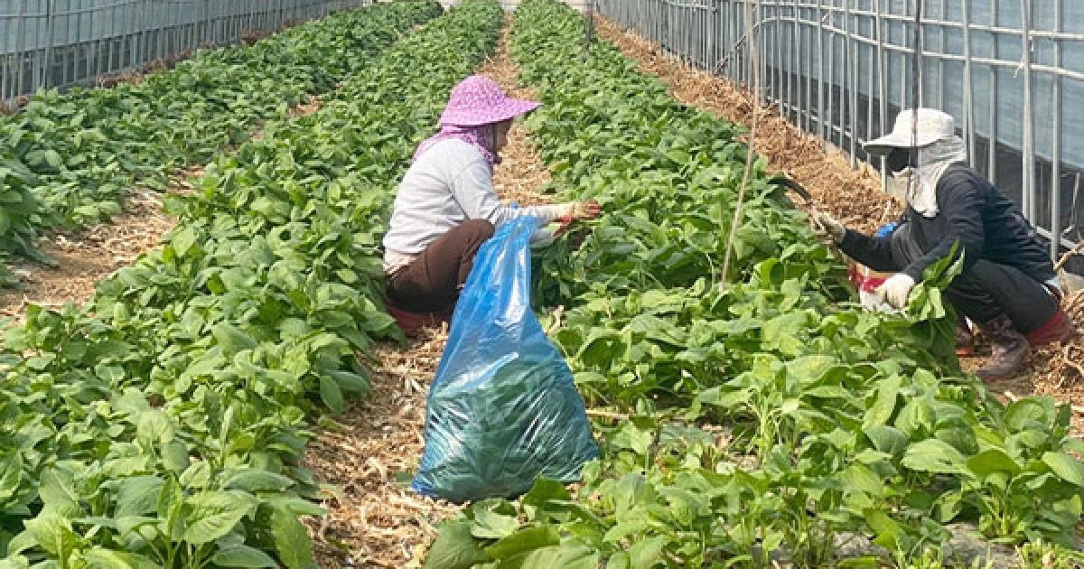부산·경남에서 내년에 외국인 계절 근로자 8392명 일해
