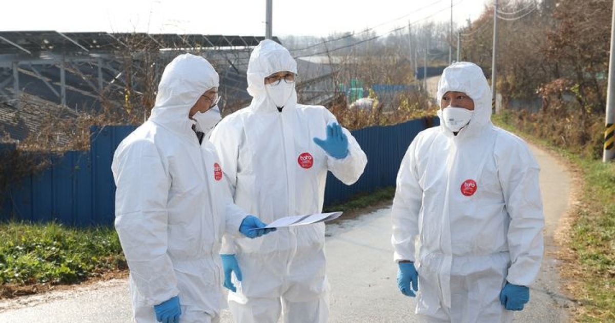 고병원성 AI 확산 '비상'…발생농장 75%가 기본 방역 위반