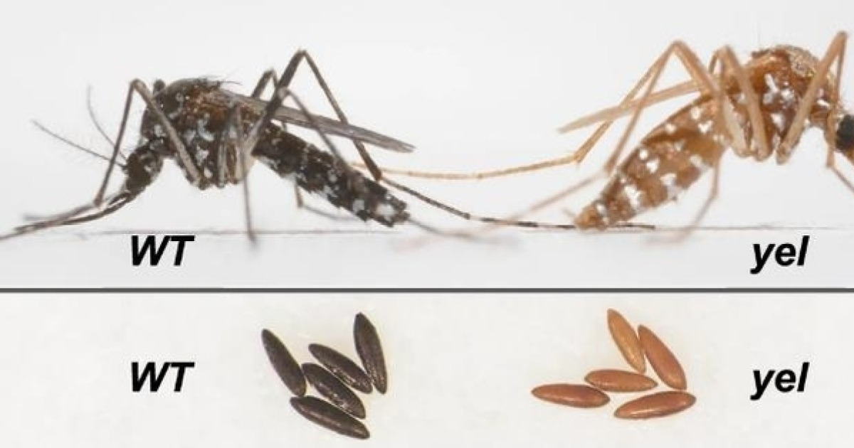 “암컷들만 골라내면 됩니다”...인류 최대의 적, 방제전략 나왔다는데