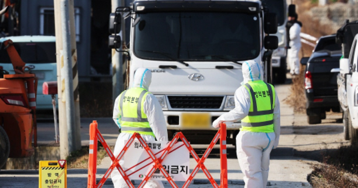 정부 "올겨울 고병원성 AI 바이러스 감염력 10배 강해"