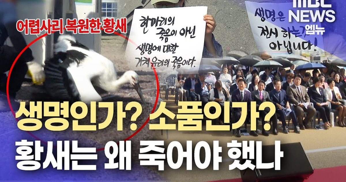 [되돌아 본 2025-6] 황새 폐사가 남긴 교훈