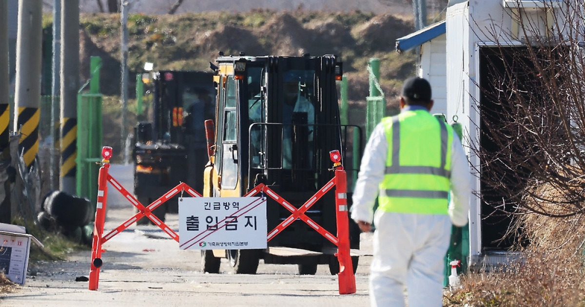 충북 휩쓰는 고병원성 AI… 방역당국 초긴장