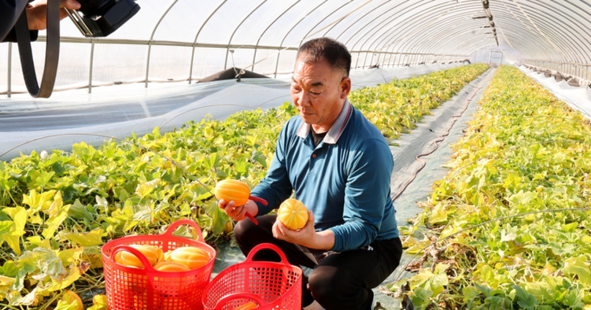 성주참외, 2026년 첫 출하…황금빛 농사 신호탄