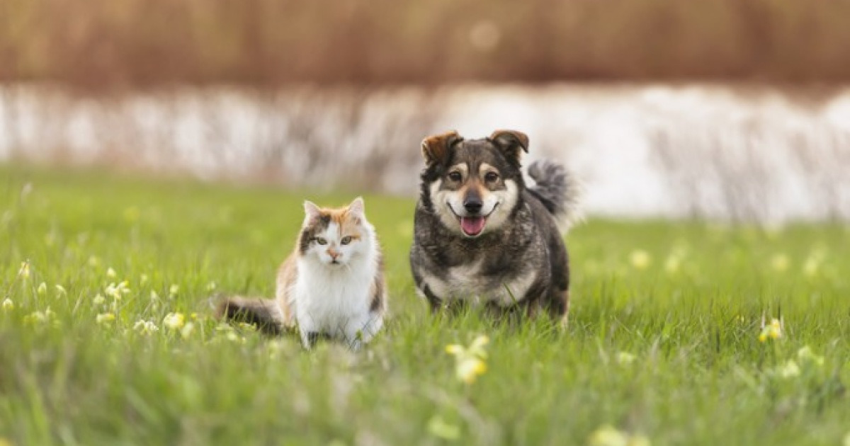 Prolonged Grief Disorder & Pet Loss: Recognizing & Coping with Grief ...