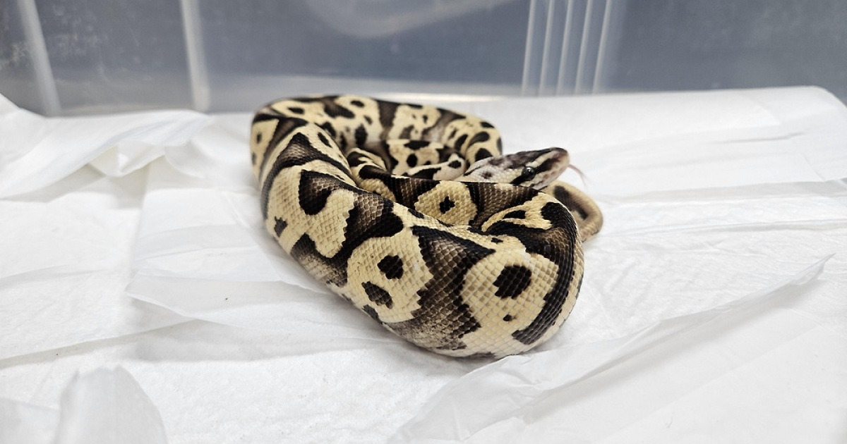 Snake found in subway station restroom transferred to conservation ...