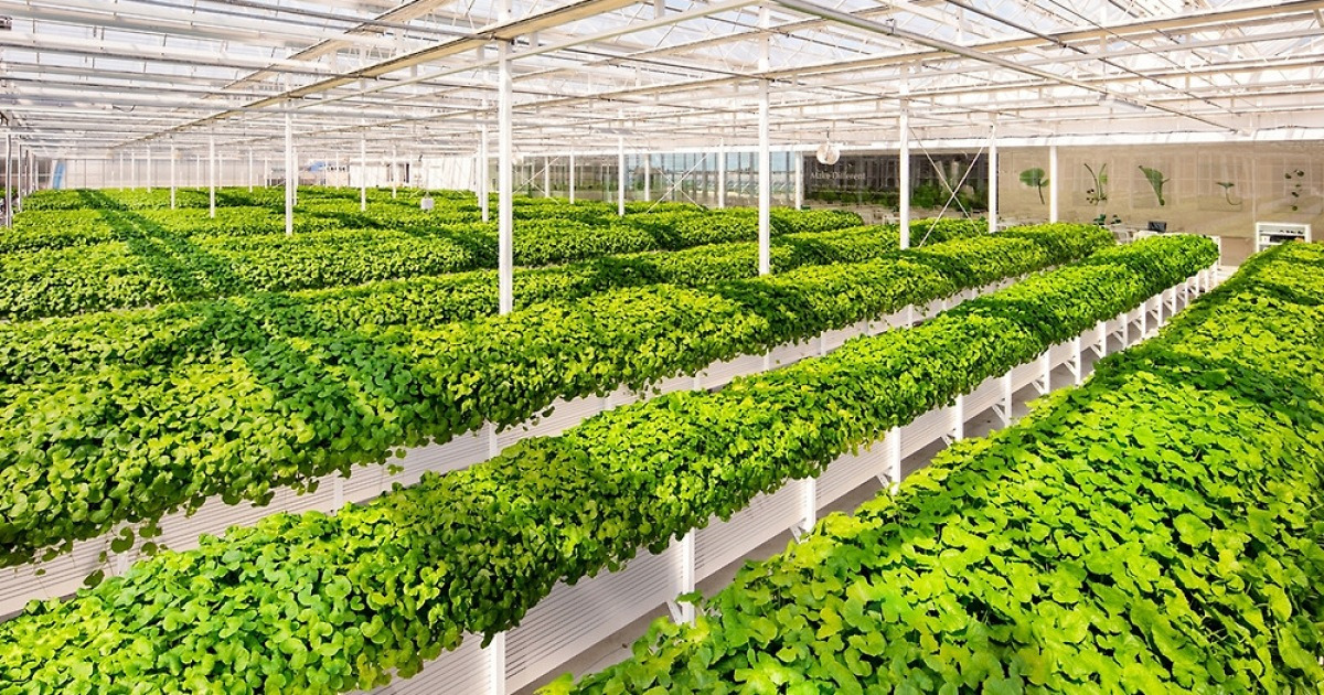 Riman Korea is growing it alone: Cosmetics firm farms key ingredient as ...