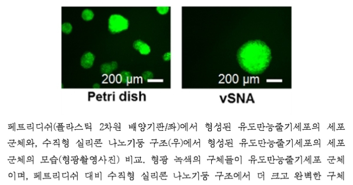 Gist 유도만능줄기세포 대용량 배양 가능성 열어