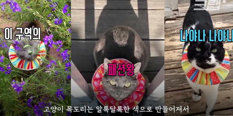 한 해 24억 마리의 새가 죽는 이유는 고양이? | 크랩 KLAB