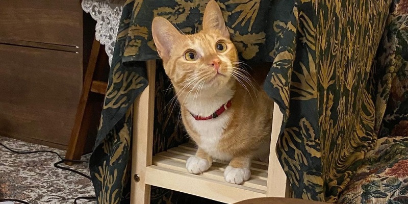 mellow cat. '호그와트'에 사는 고양이 세 마리 | 멜로우메이트