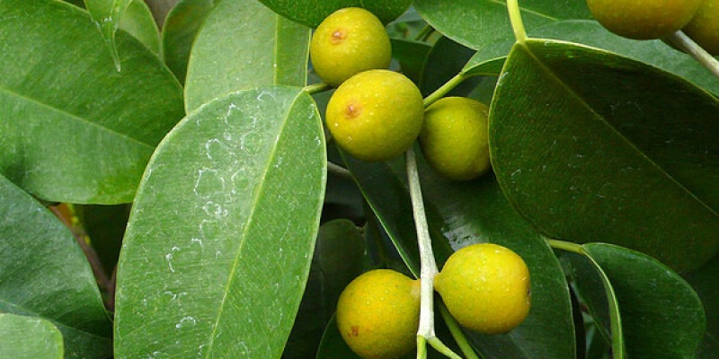 늘어진 가지가 공간을 빛낸다...'벤자민고무나무'(Benjamin tree) | 생생비즈