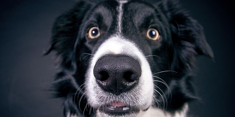 주인 말 엿듣고 학습...개의 놀라운 능력 | 스푸트니크